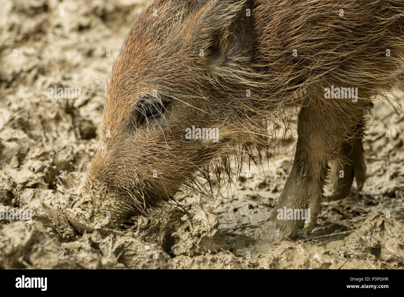Close up muddy pigs snout hi-res stock photography and images - Alamy