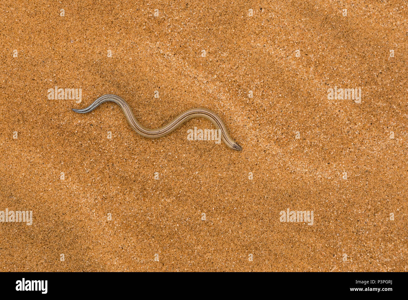 Fitzsimmons' Burrowing Skink (Scelotes fitzsimonsi) in desert, Namibia ...