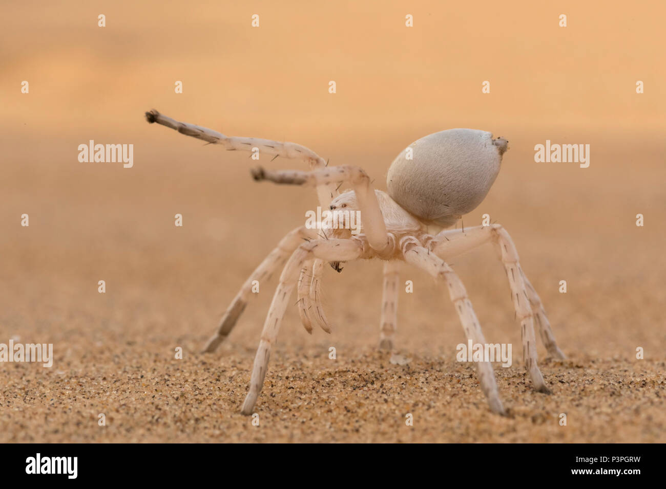 Dancing White Lady Spider (Leucorchestris arenicola) in defensive ...