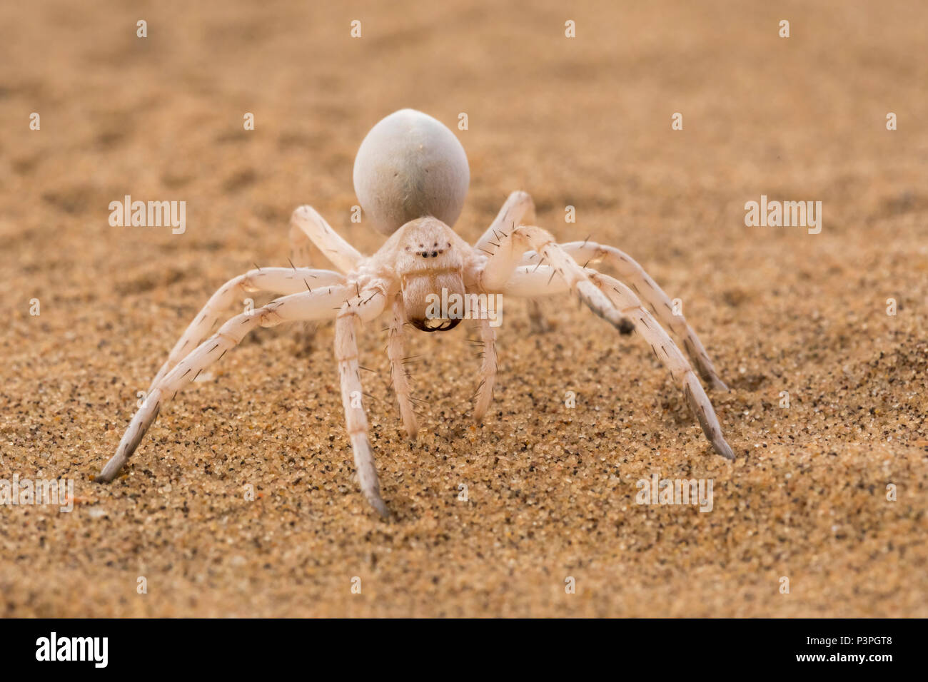 Dancing White Lady Spider (Leucorchestris arenicola), Namib Desert ...