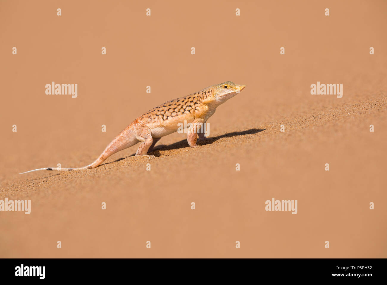 Anchieta's Desert Lizard (Meroles anchietae) in desert, Namibia Stock ...
