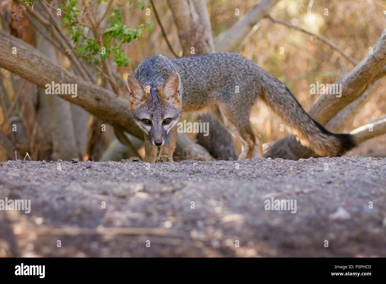 Common Gray Fox (Urocyon cinereoargenteus) female, Palo Alto, Bay Area ...