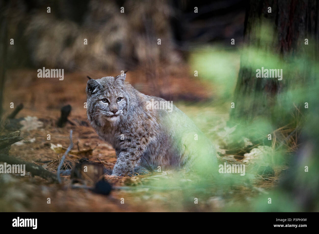 Bobcat (Lynx rufus) in forest, Yosemite National Park, California Stock ...