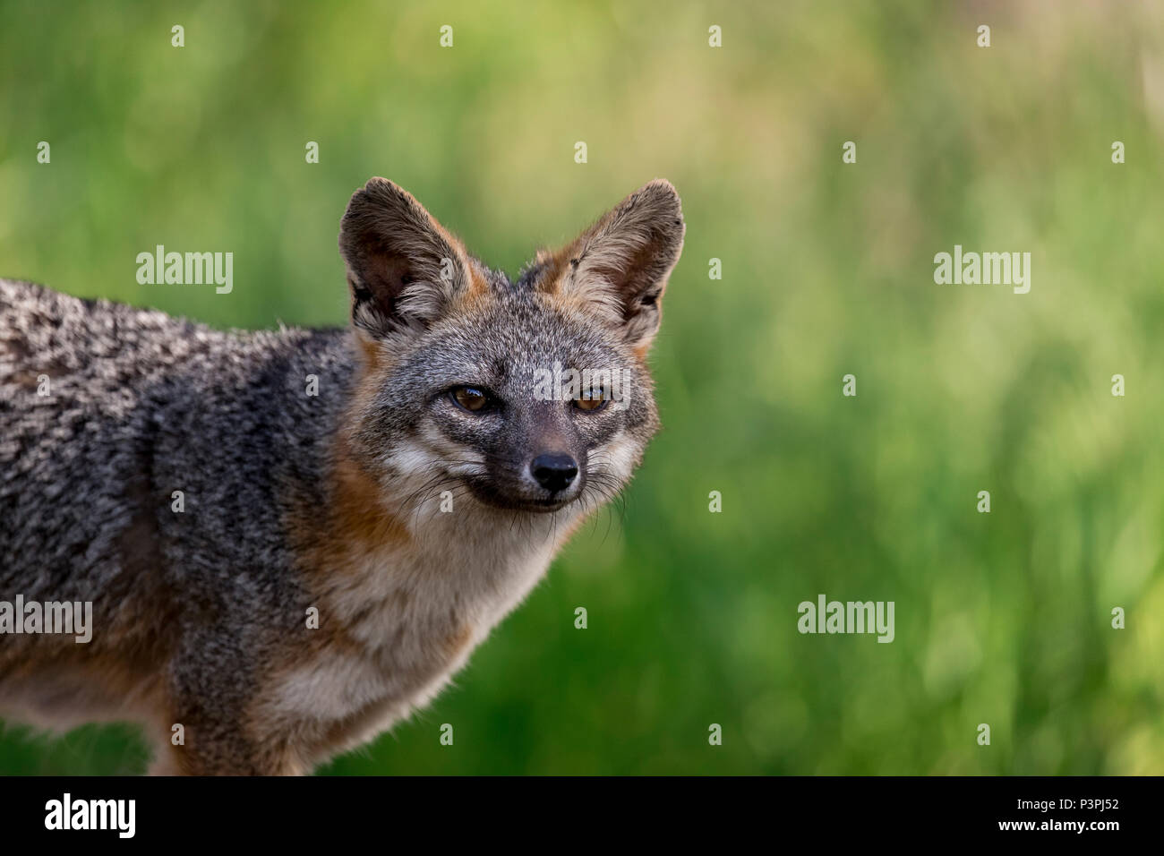 Common Gray Fox (Urocyon cinereoargenteus), Palo Alto, Bay Area ...