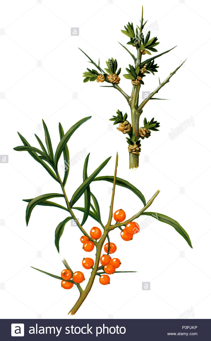 Hippophae Rhamnoides Flower Stock Photos & Hippophae Rhamnoides Flower ...