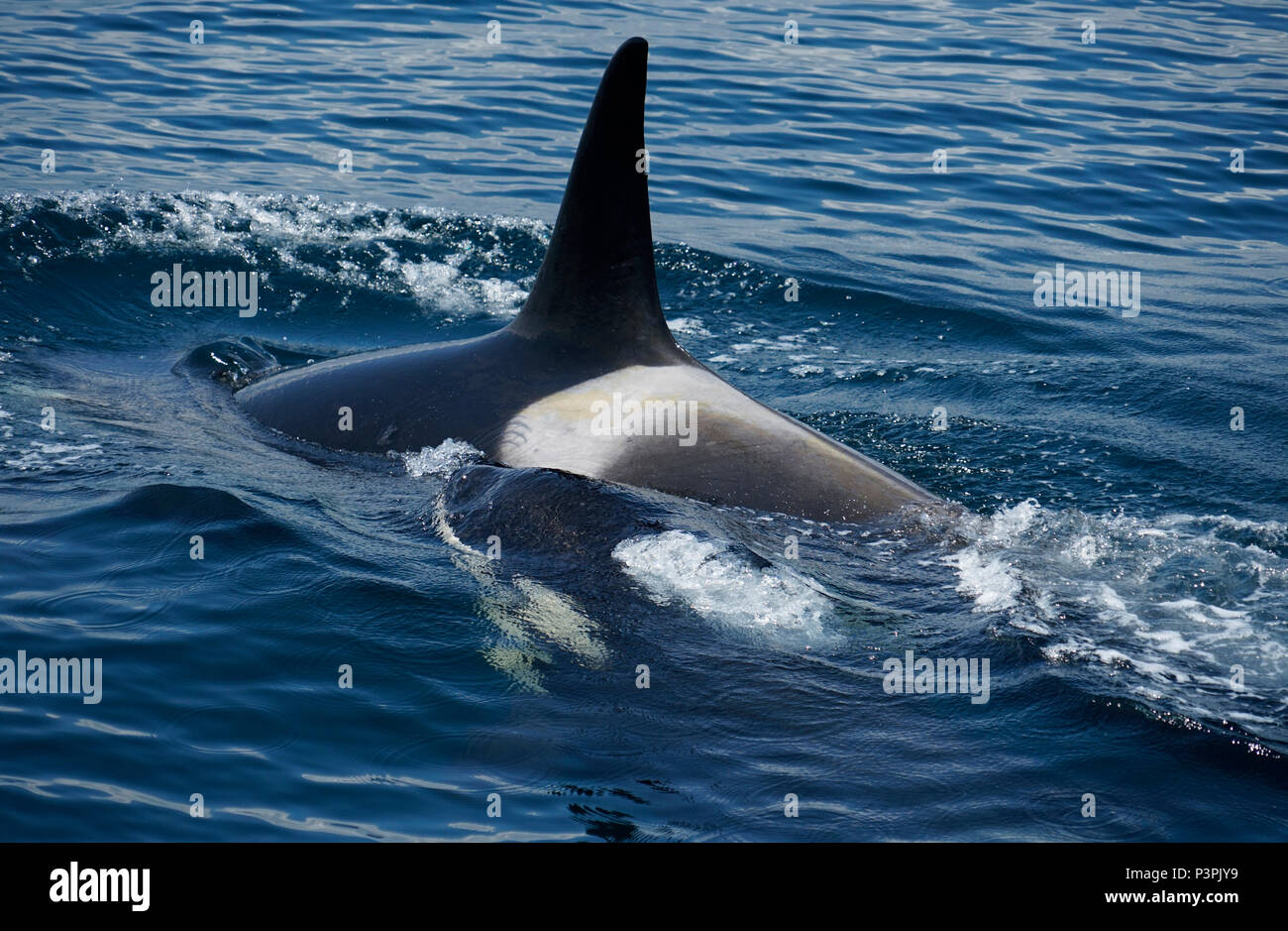 Orca (Orcinus orca) pair surfacing, Shiretoko, Hokkaido, Japan Stock ...
