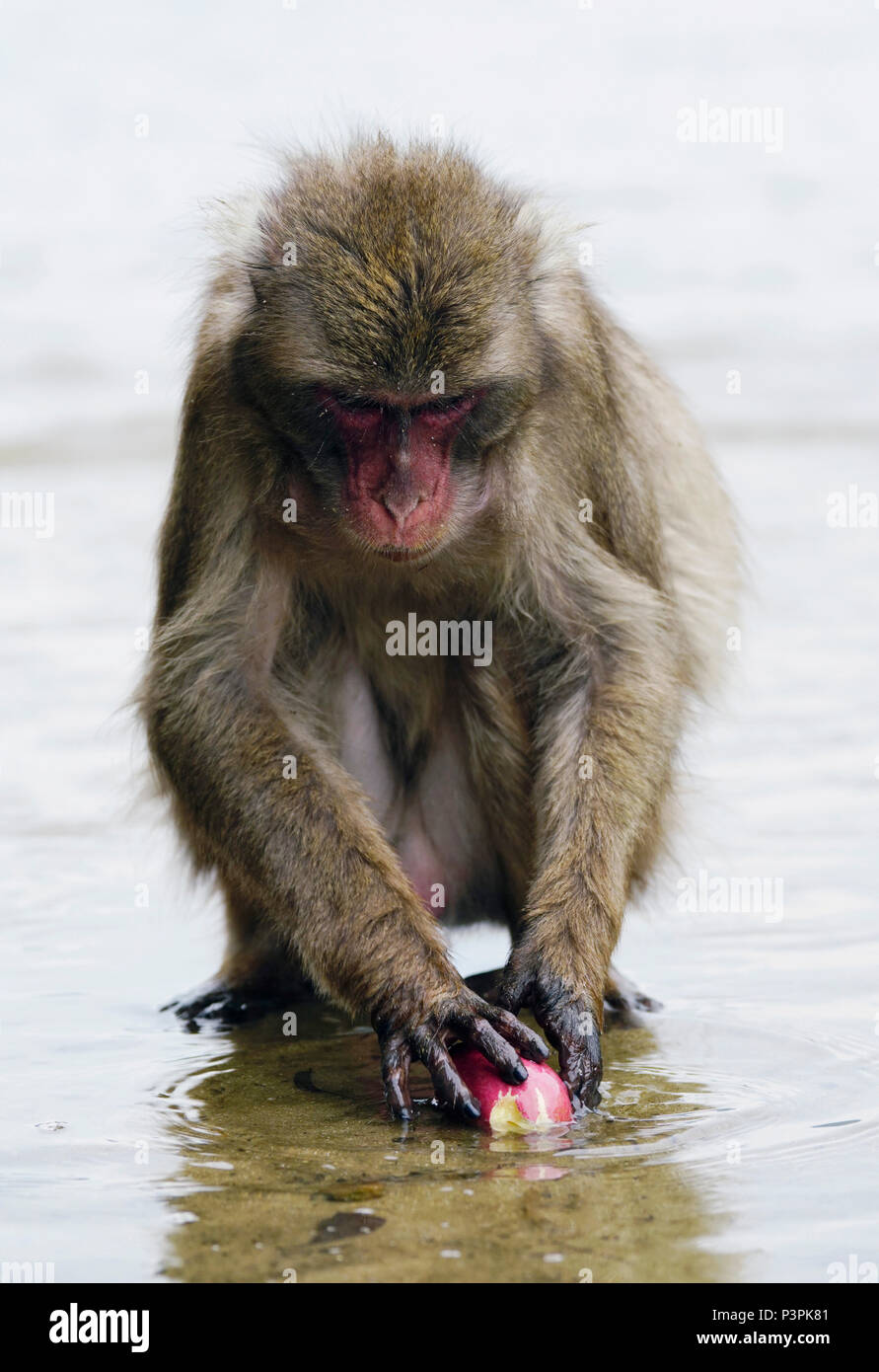 Japanese Macaque (Macaca fuscata) washing Sweet Potato (Ipomoea batatas ...