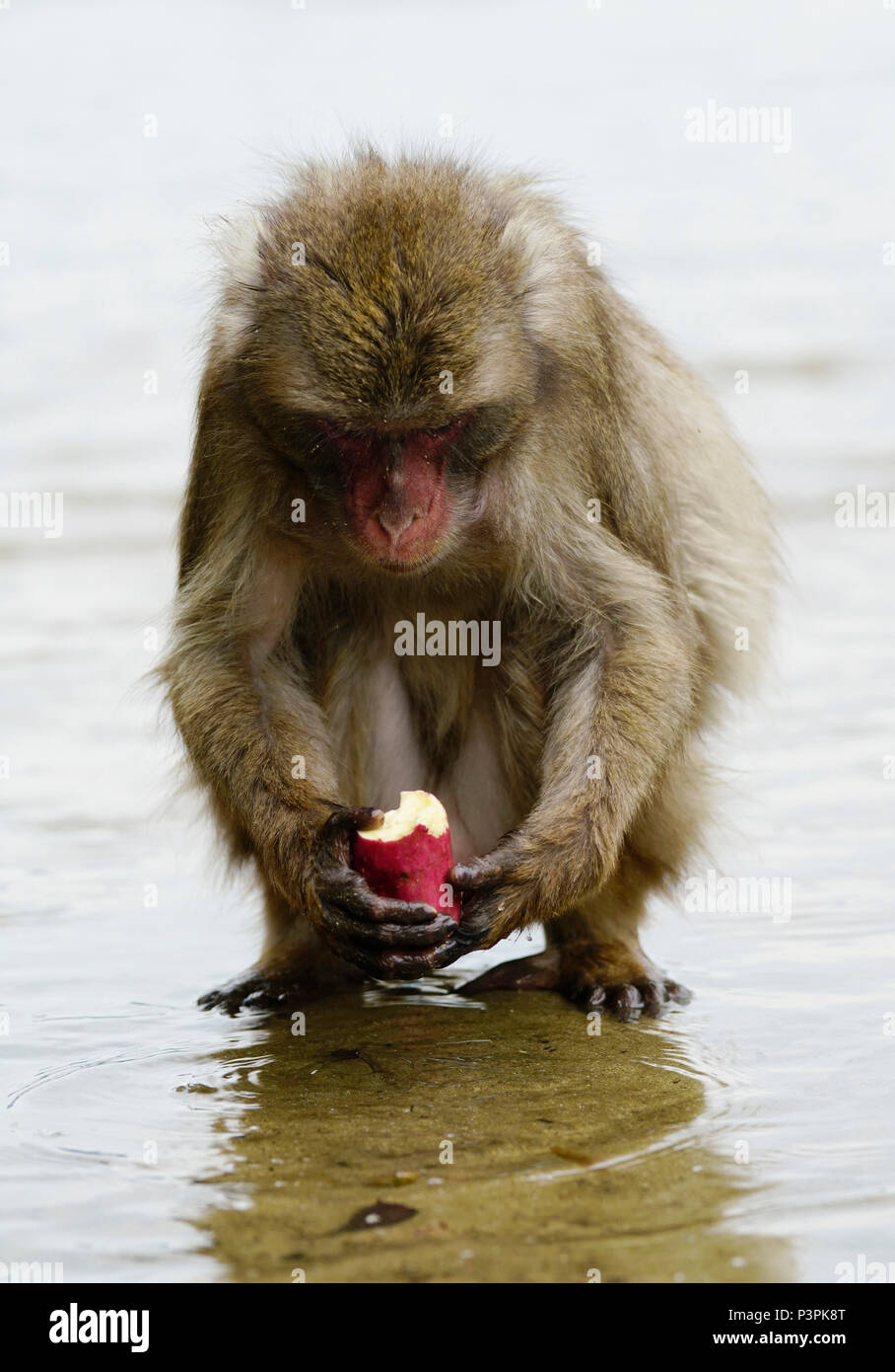 Japanese Macaque (Macaca fuscata) washing Sweet Potato (Ipomoea batatas ...