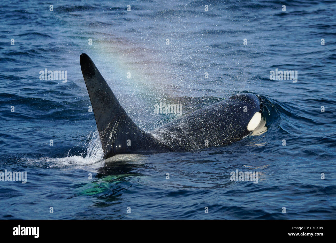 Orca (Orcinus orca) male surfacing, creating rainbow, Shiretoko ...