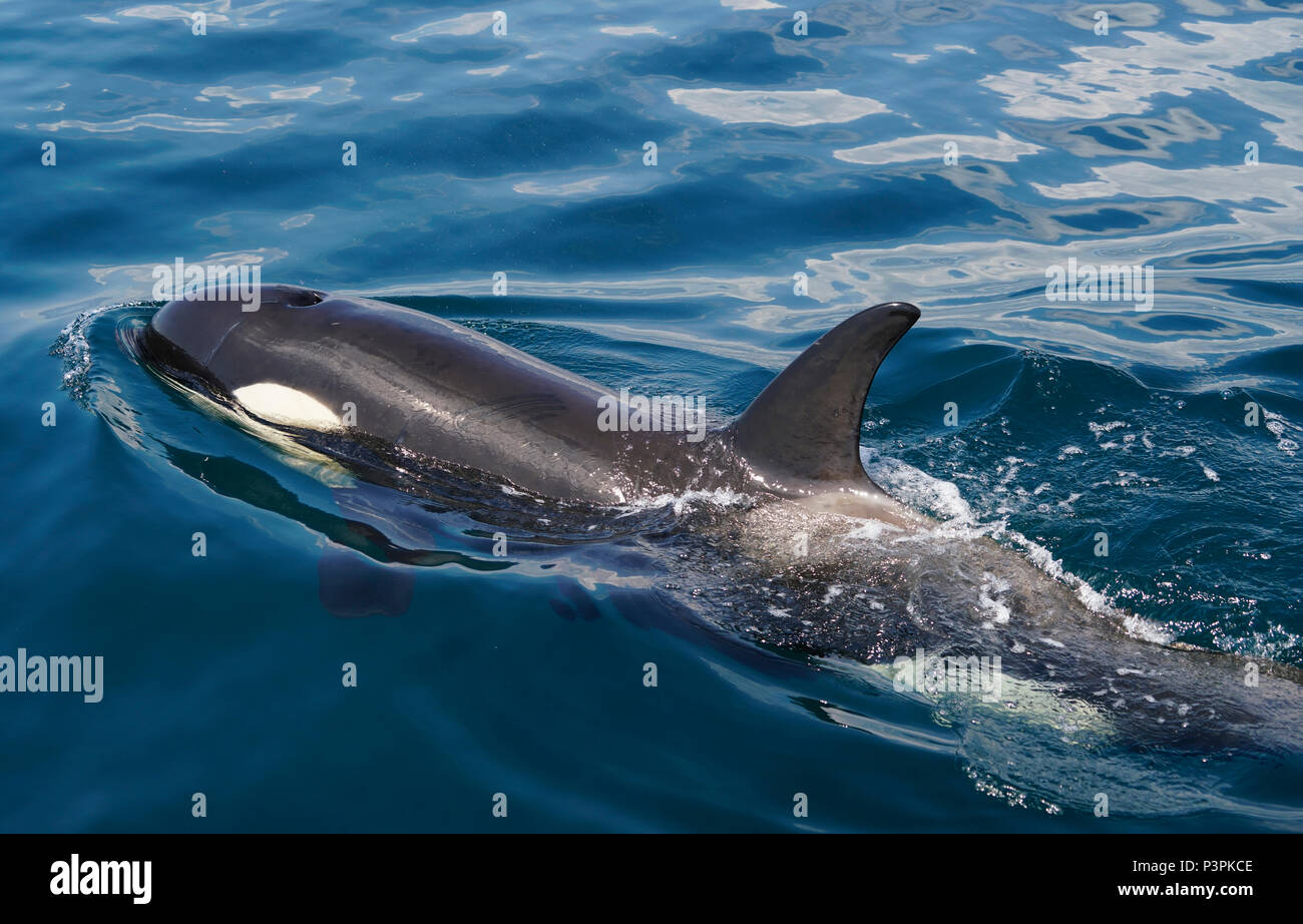 Orca (Orcinus orca) surfacing, Shiretoko, Hokkaido, Japan Stock Photo ...