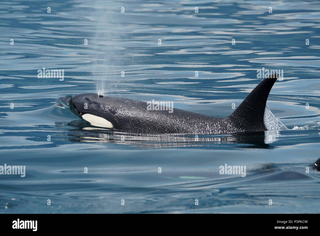 Orca (Orcinus orca) surfacing, Shiretoko, Hokkaido, Japan Stock Photo ...