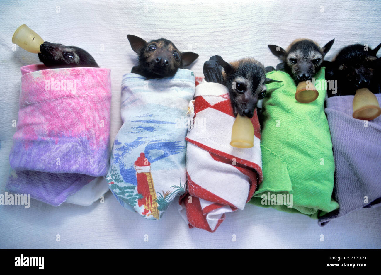 Spectacled Flying Fox (Pteropus conspicillatus) orphans kept warm, as ...