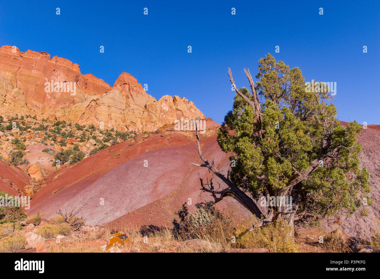Pinon Pine (Pinus edulis) and Bentonite Hills, Metate Arch, Devil's ...