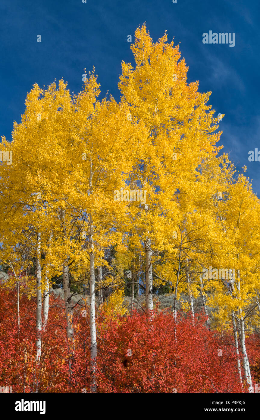 Quaking Aspen (Populus tremuloides) trees in fall, Grand Teton National ...