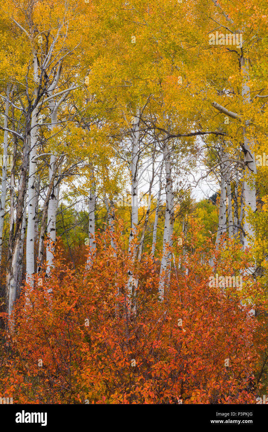 Quaking Aspen (Populus tremuloides) trees in fall, Grand Teton National ...