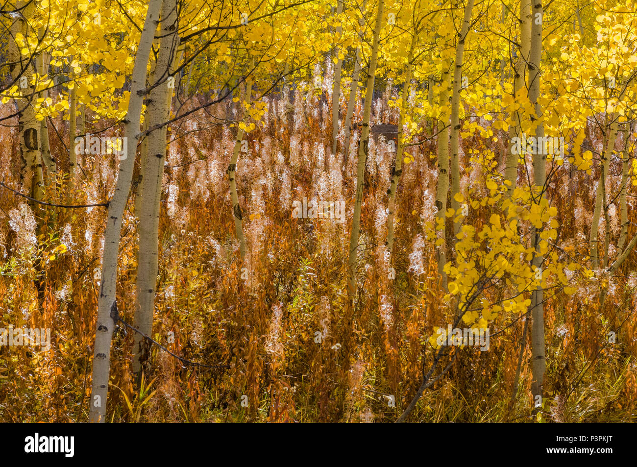 Quaking Aspen (Populus tremuloides) trees in fall with Fireweed ...