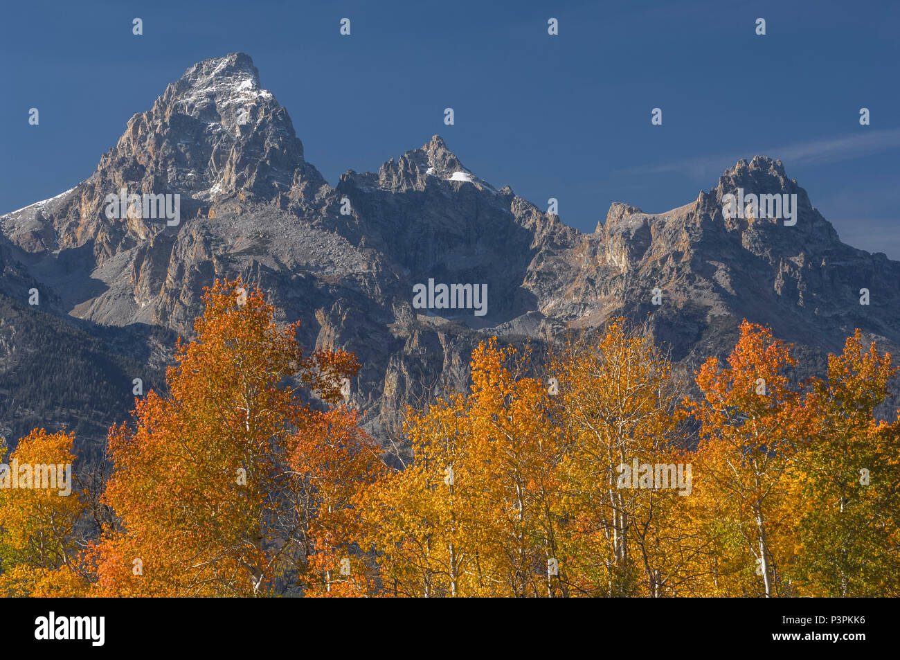 Quaking Aspen (Populus tremuloides) trees in fall, Grand Teton Range ...
