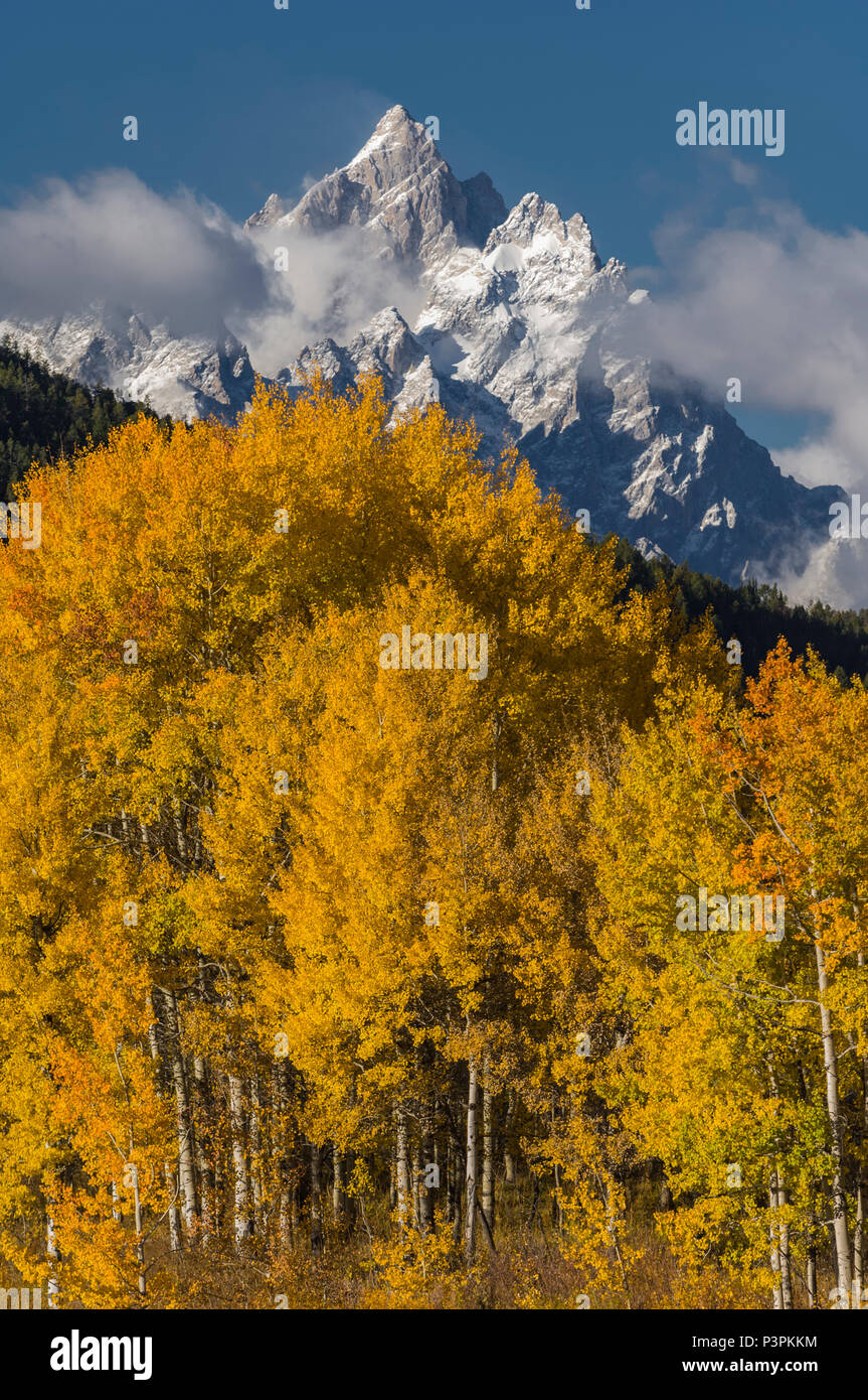 Quaking Aspen (Populus tremuloides) trees in fall, Grand Teton Range ...