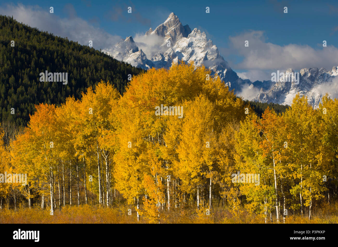 Quaking Aspen (Populus tremuloides) trees in fall, Grand Teton Range ...