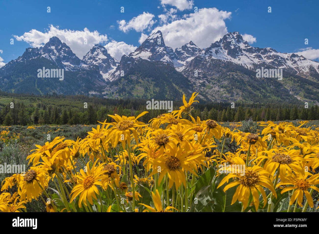 Mule-ears (Wyethia amplexicaulis) flowers, Grand Teton Range, Grand ...