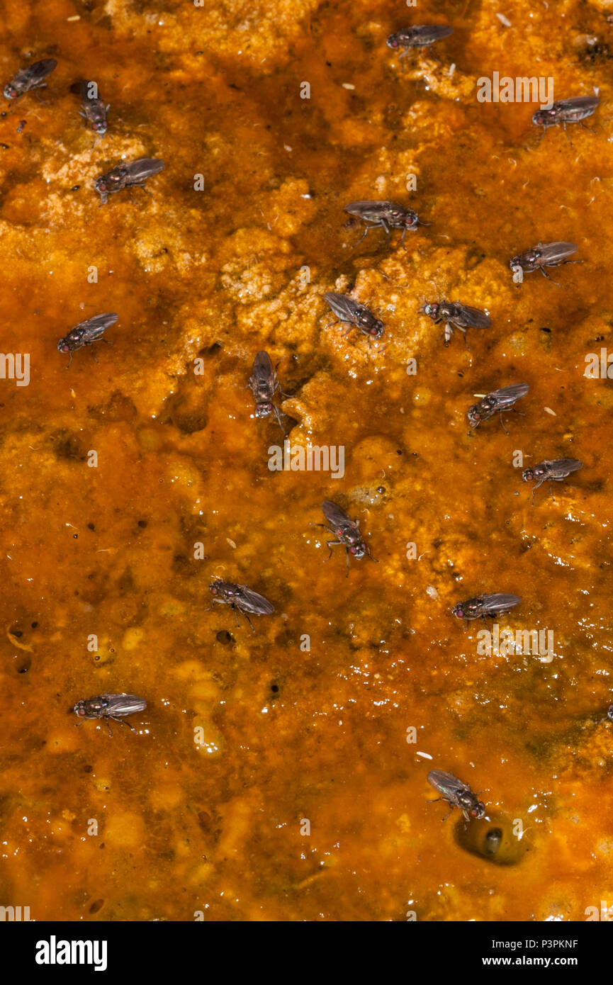 Brine Fly (Ephydridae) group on algae mat in hot spring run off ...