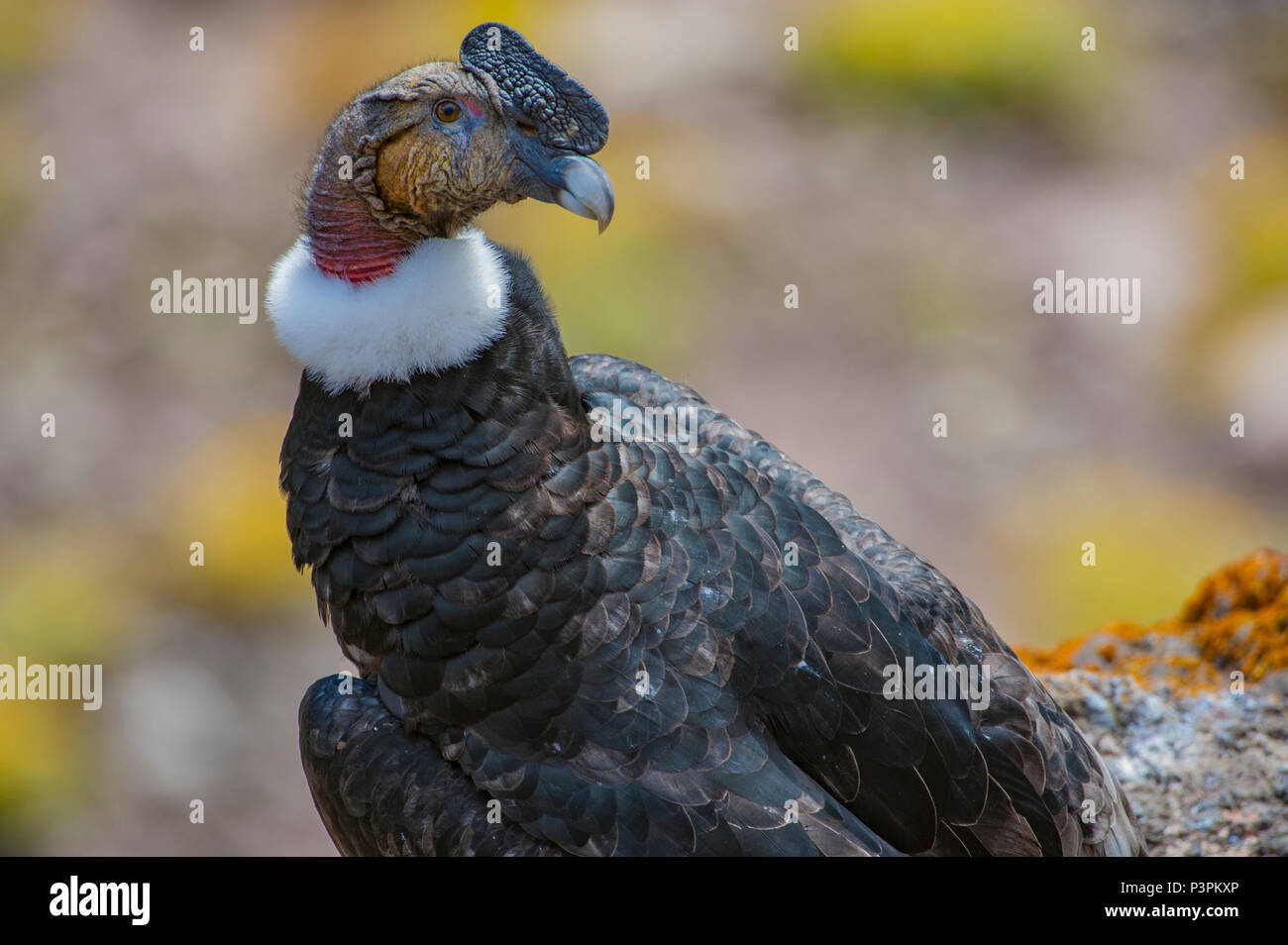 Adult male andean condor hi-res stock photography and images - Alamy