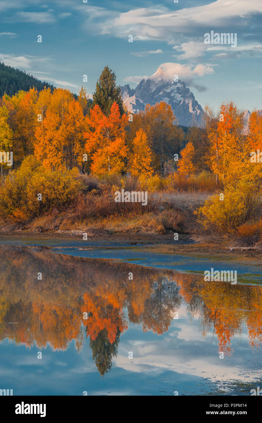 Quaking Aspen (Populus tremuloides) trees in fall along river, Grand ...