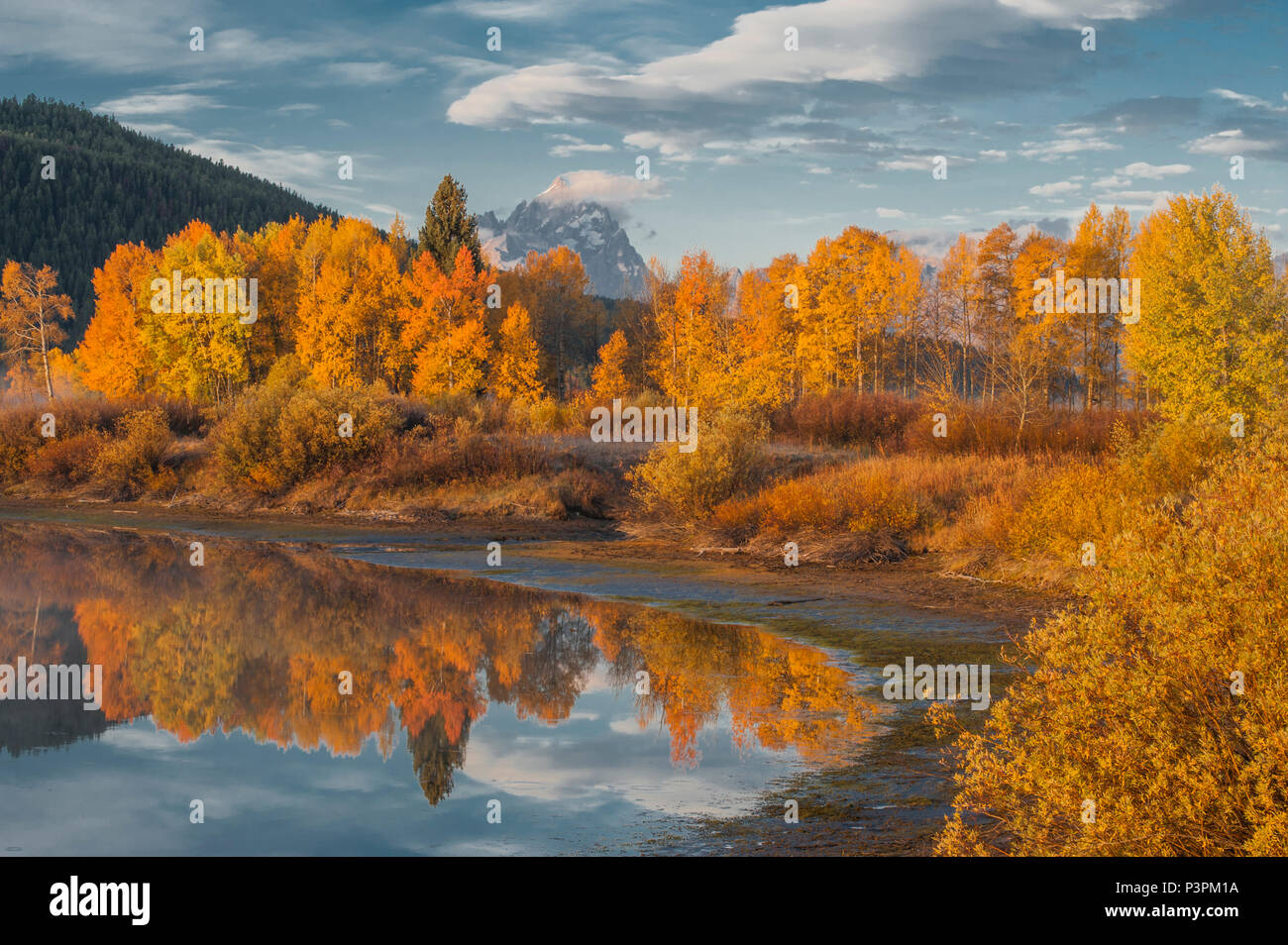 Quaking Aspen (Populus tremuloides) trees in fall along river, Grand ...