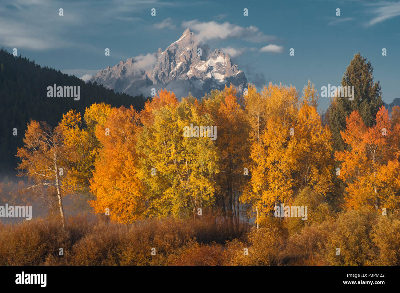 Quaking Aspen (Populus tremuloides) trees in fall, Grand Teton Range ...