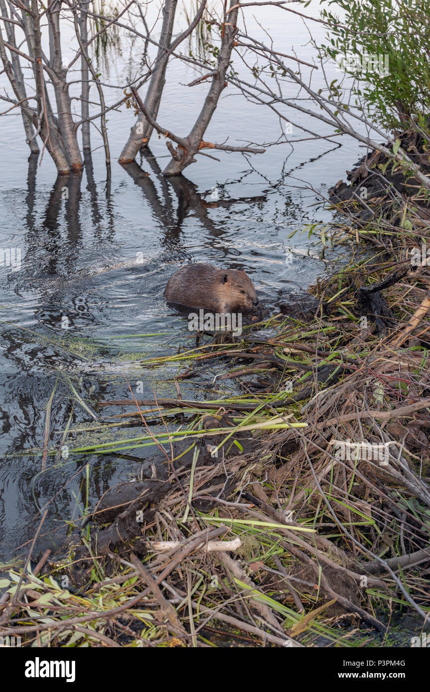American Beaver (Castor canadensis) reinforcing dam, Grand Teton ...