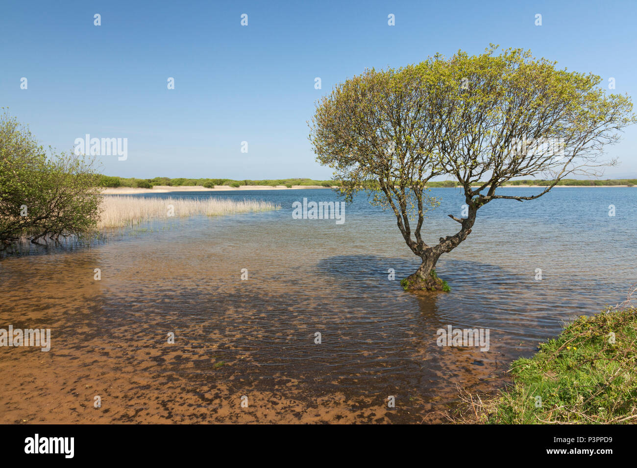 Kenfig Pool, Kenfig National Nature Reserve, Ton Kenfig, Bridgend ...