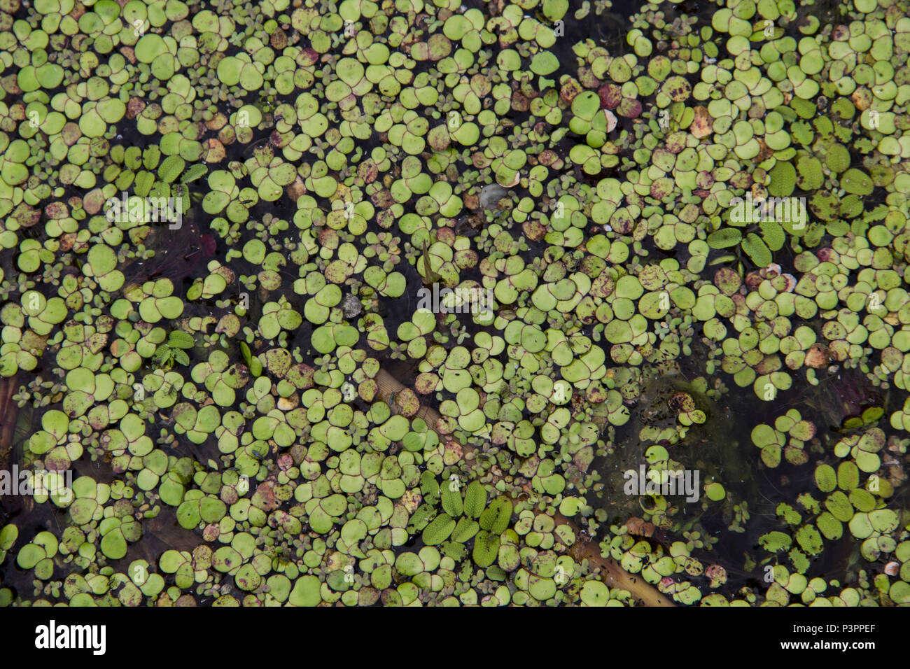 Plankton plant hi-res stock photography and images - Alamy