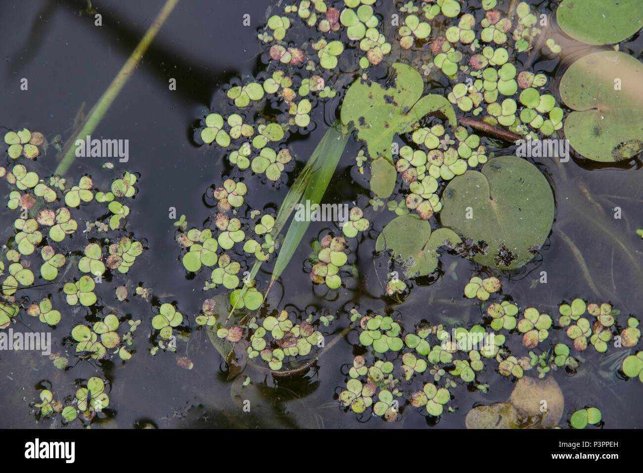 Plankton plant hi-res stock photography and images - Alamy