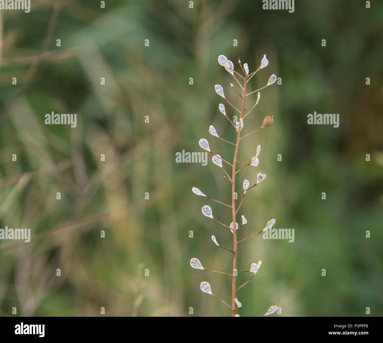 Grass twig hi-res stock photography and images - Alamy