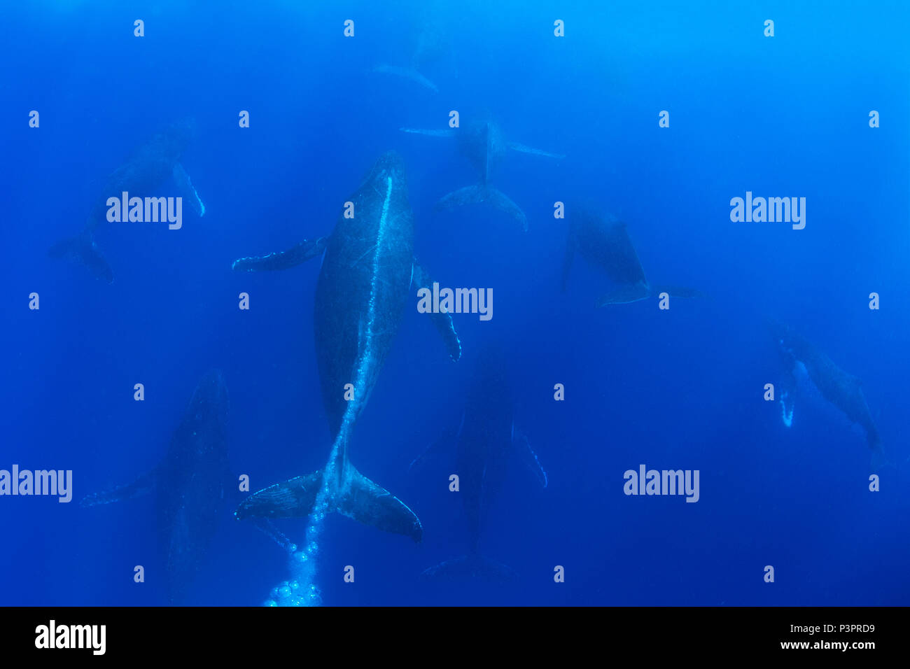 Humpback Whale (Megaptera novaeangliae) male blowing bubbles as part of ...