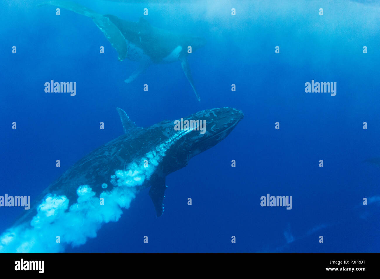 Humpback Whale (Megaptera novaeangliae) male blowing bubbles as part of ...