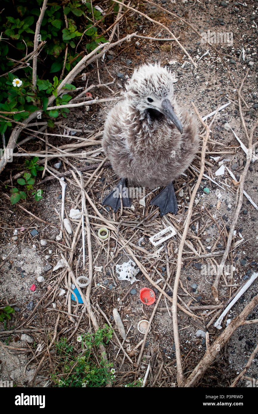 Laysan Albatross (Phoebastria immutabilis) chick at nest with bones and ...