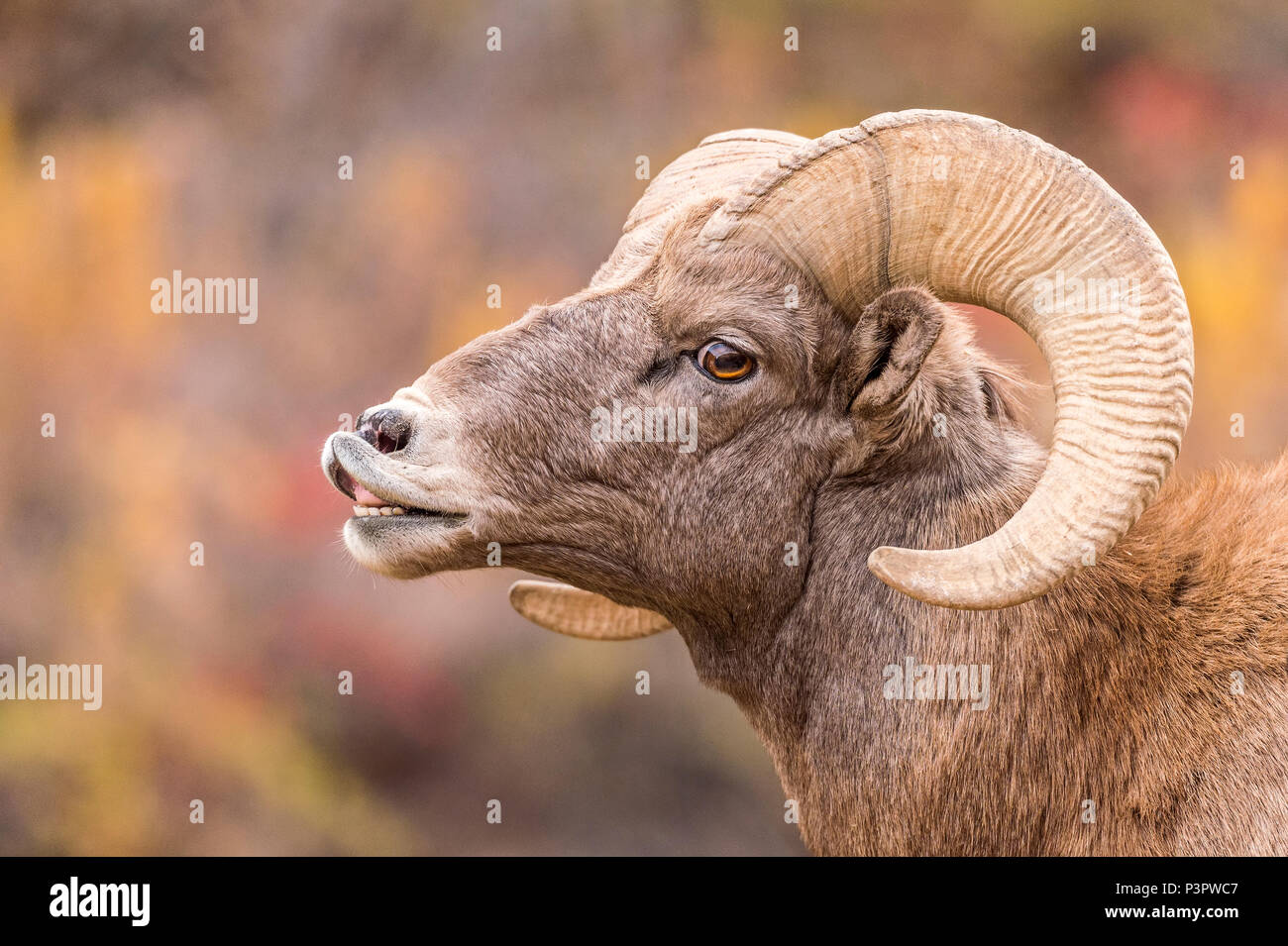 Bighorn Sheep (Ovis canadensis) ram flehming, Waterton Canyon, Colorado ...