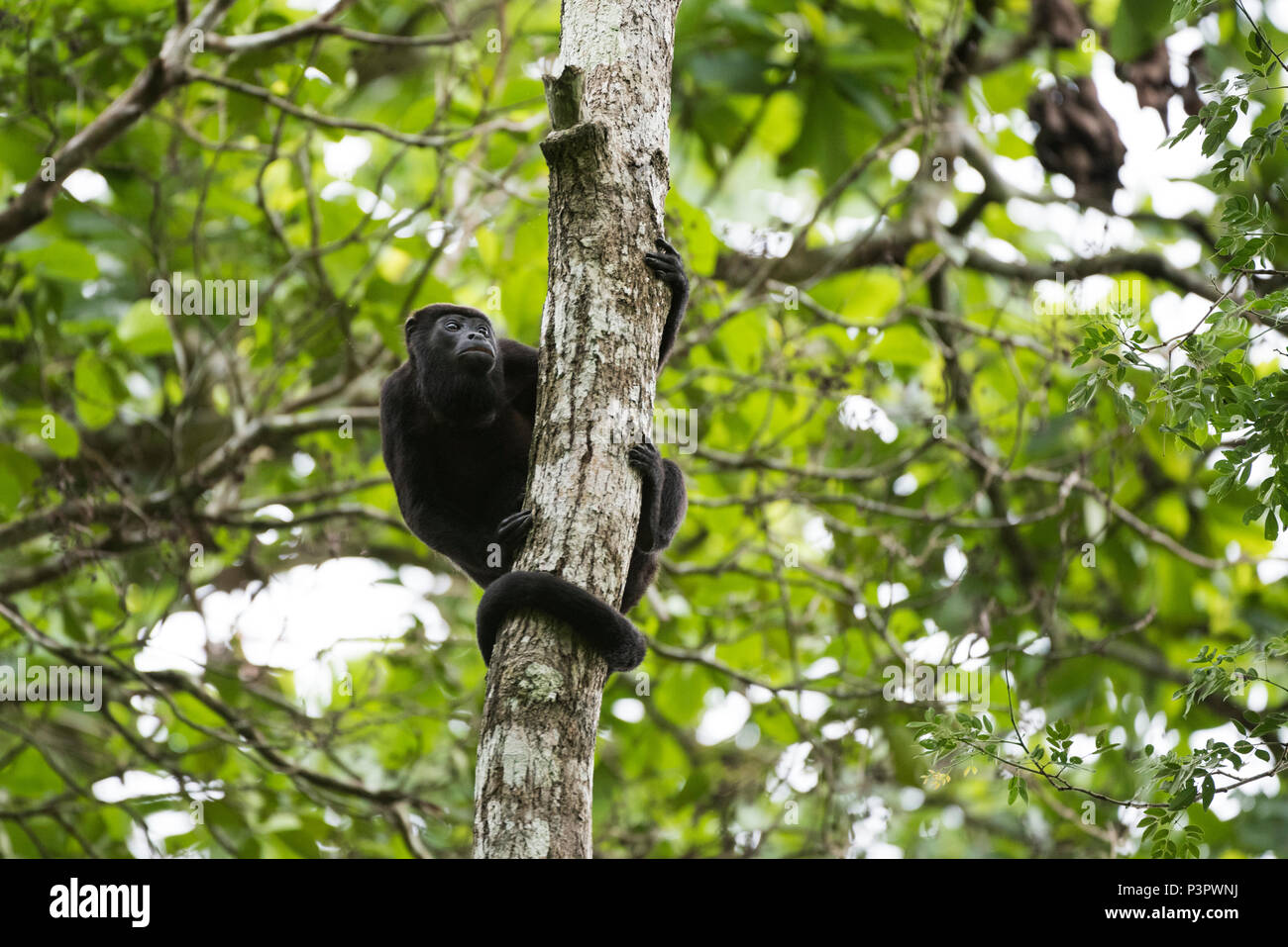 Mantled Howler Monkey (Alouatta palliata), Soberania National Park ...