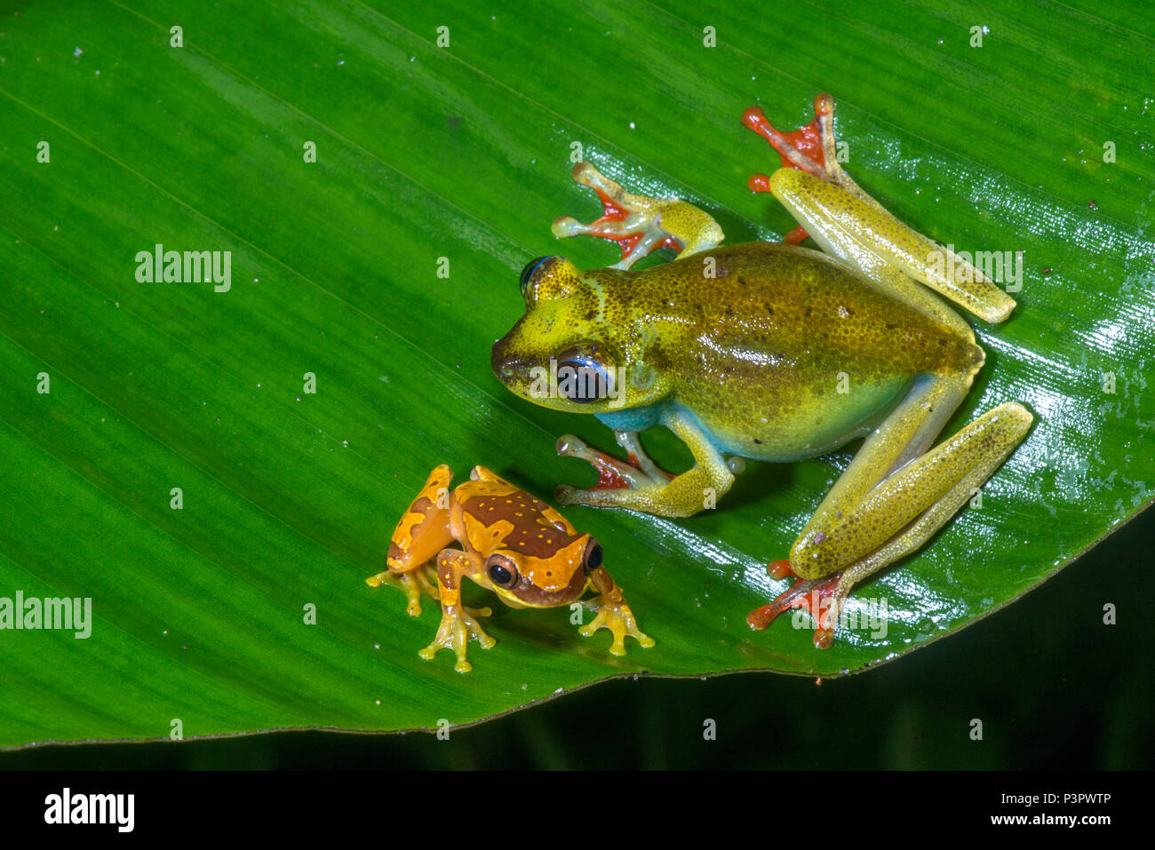 Canal Zone Treefrog (Hypsiboas rufitelus) and Golden Palm Tree Frog ...