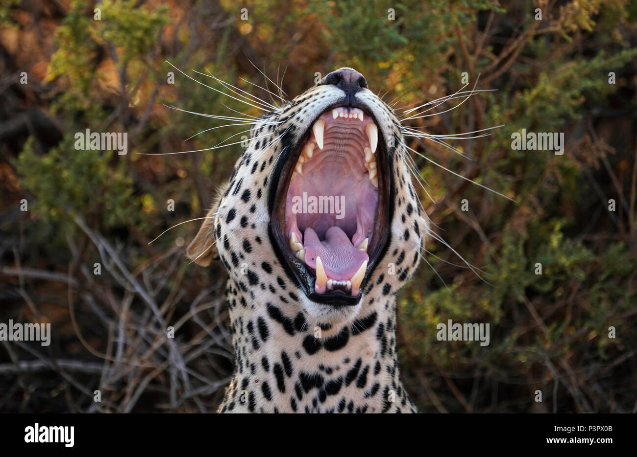 Leopard (Panthera pardus) yawning, Samburu National Park, Kenya Stock Photo - Alamy