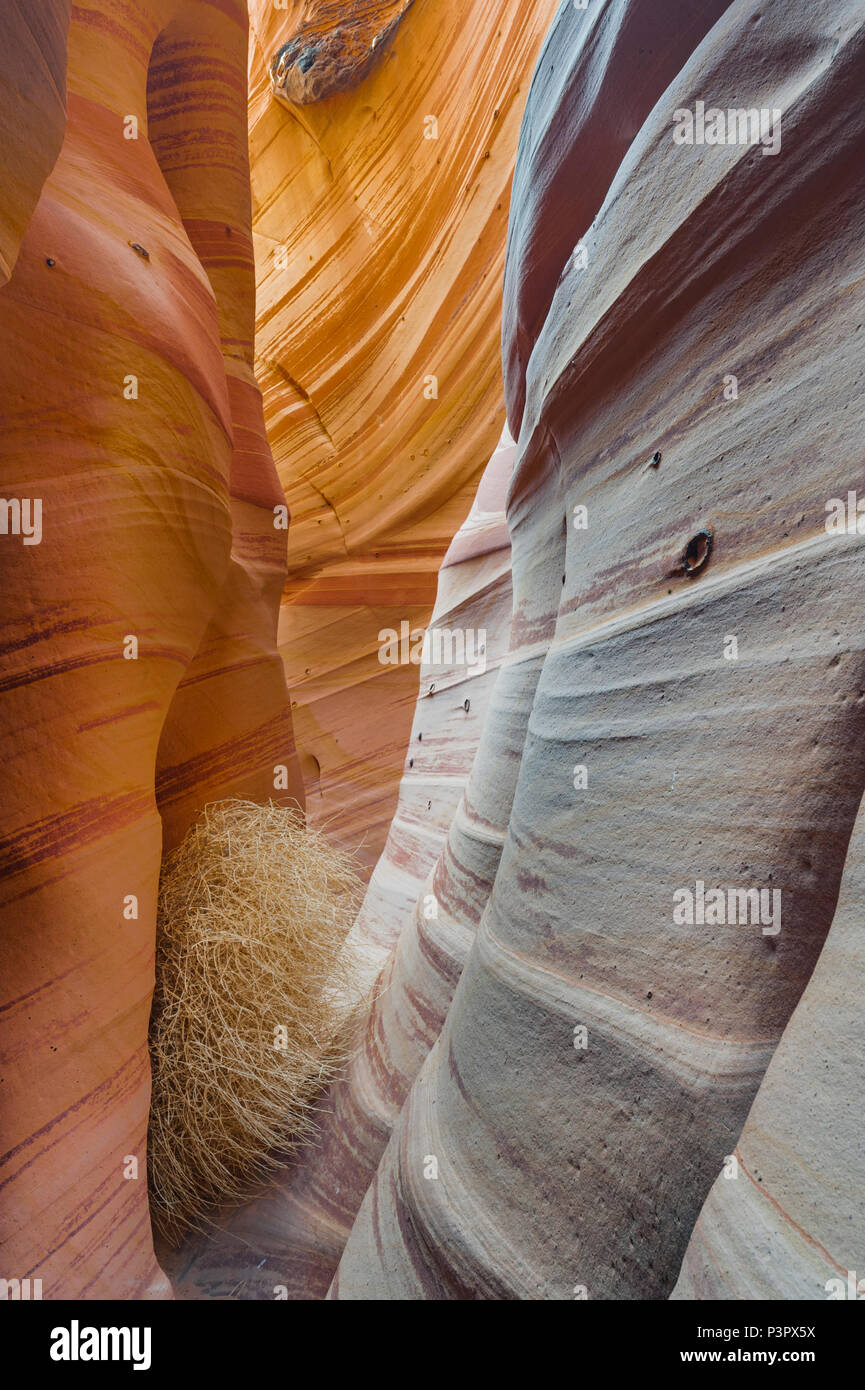 Slot canyon, Zebra Canyon, Grand Staircase-Escalante National Monument ...