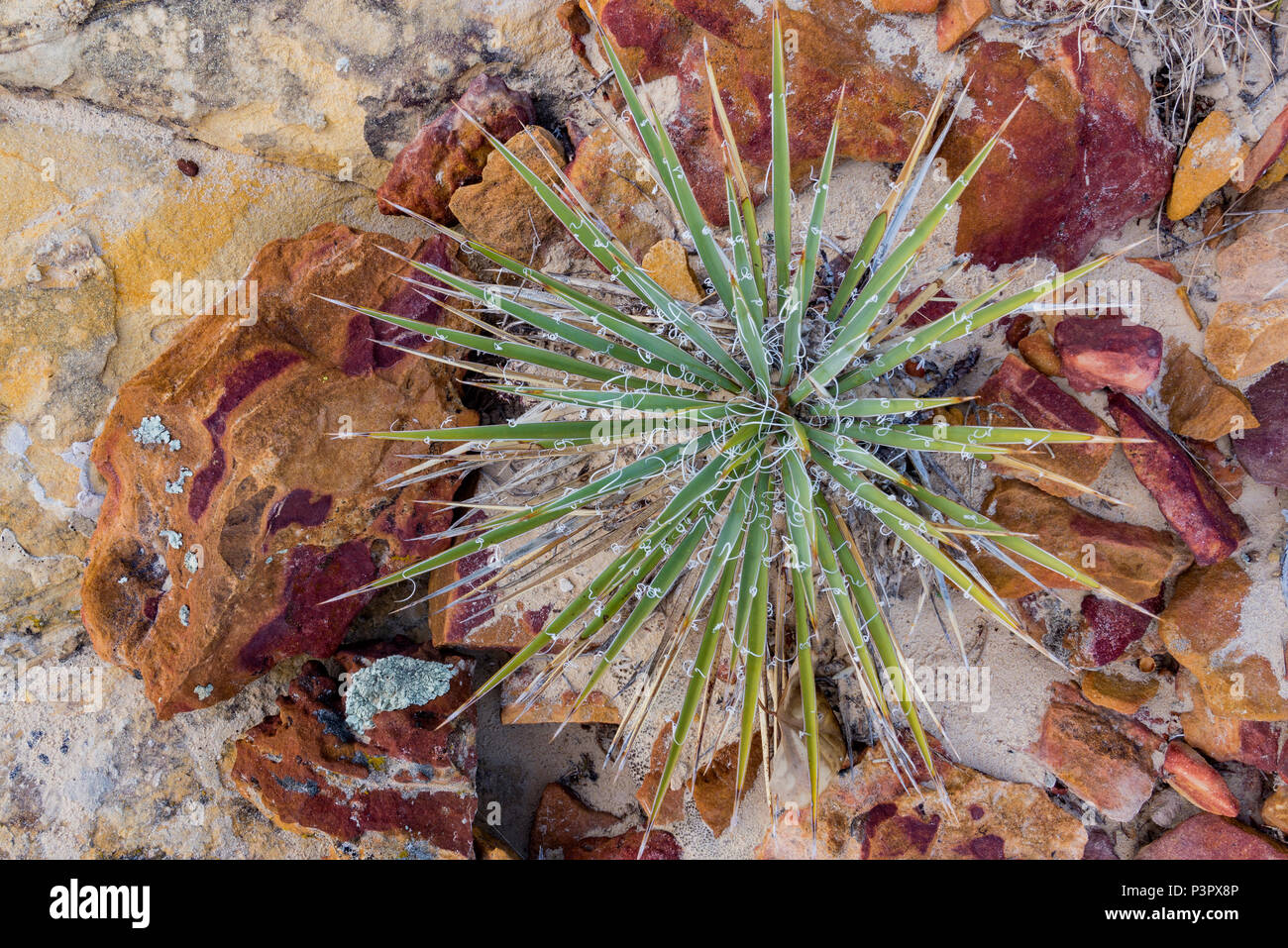 Yucca (Yucca sp), Grand Staircase-Escalante National Monument, Utah ...