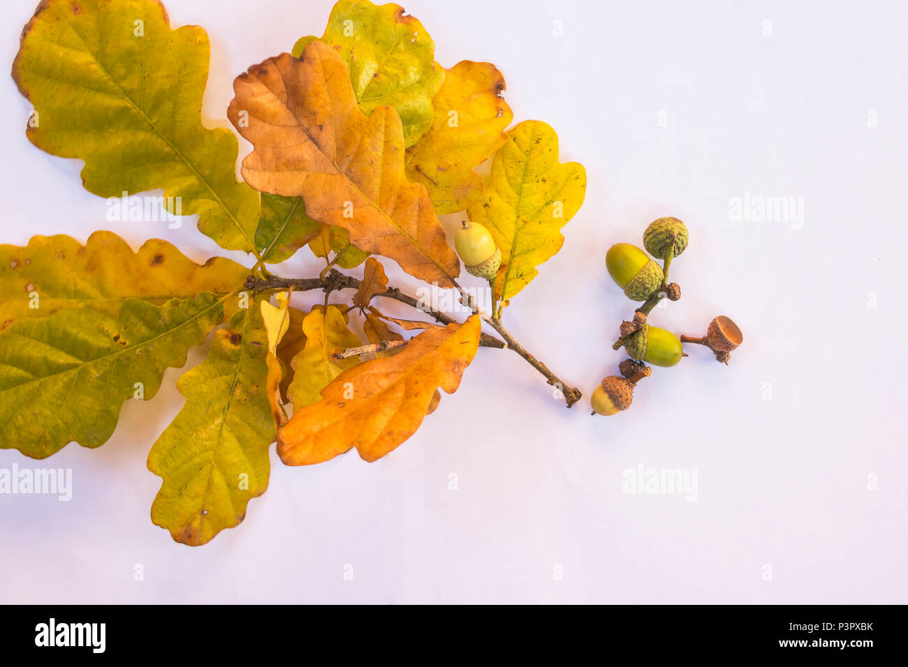 autumn oak twig and acorns on white background Stock Photo - Alamy