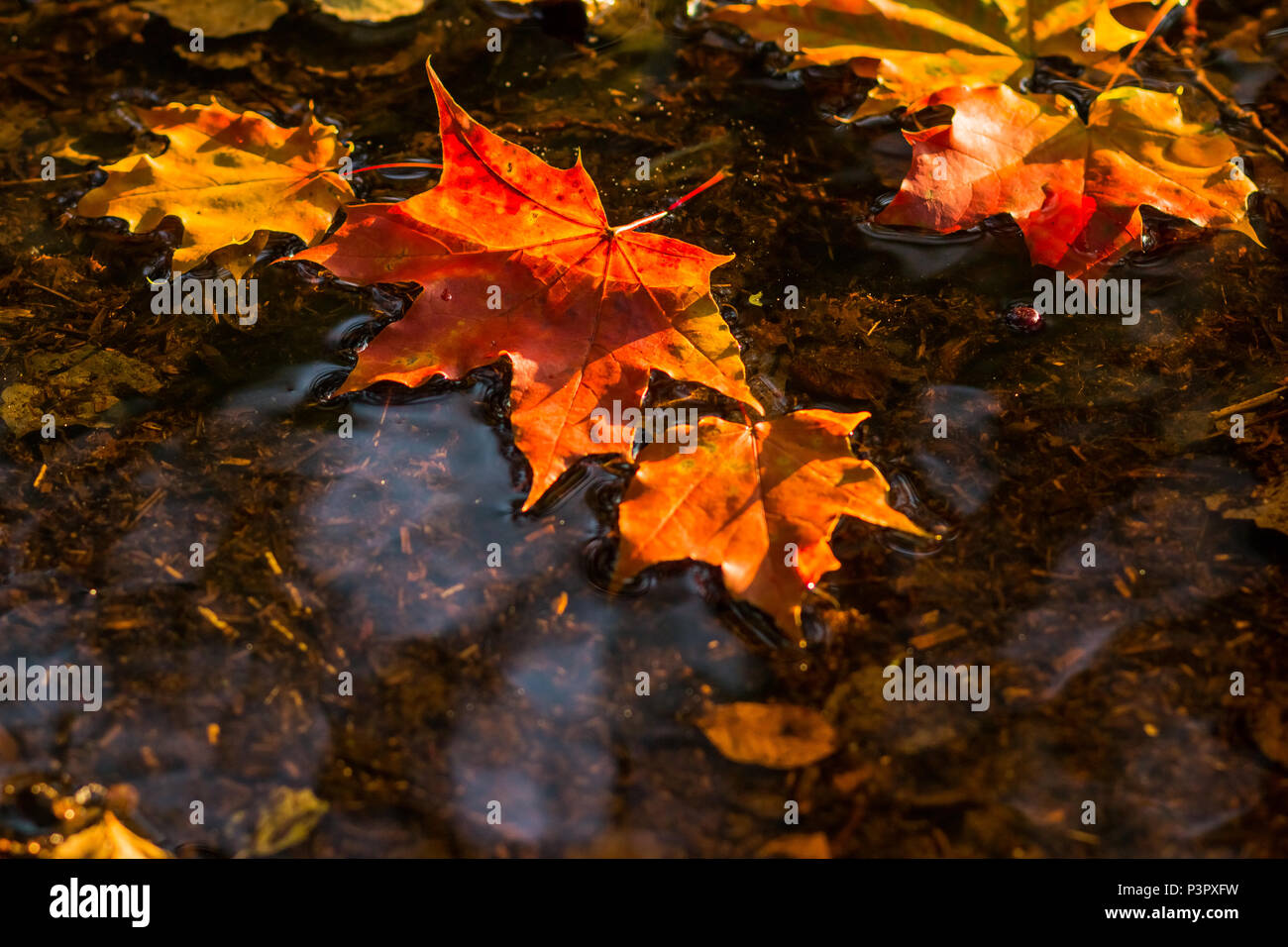 maple leaf in water, floating autumn maple leaf Stock Photo - Alamy