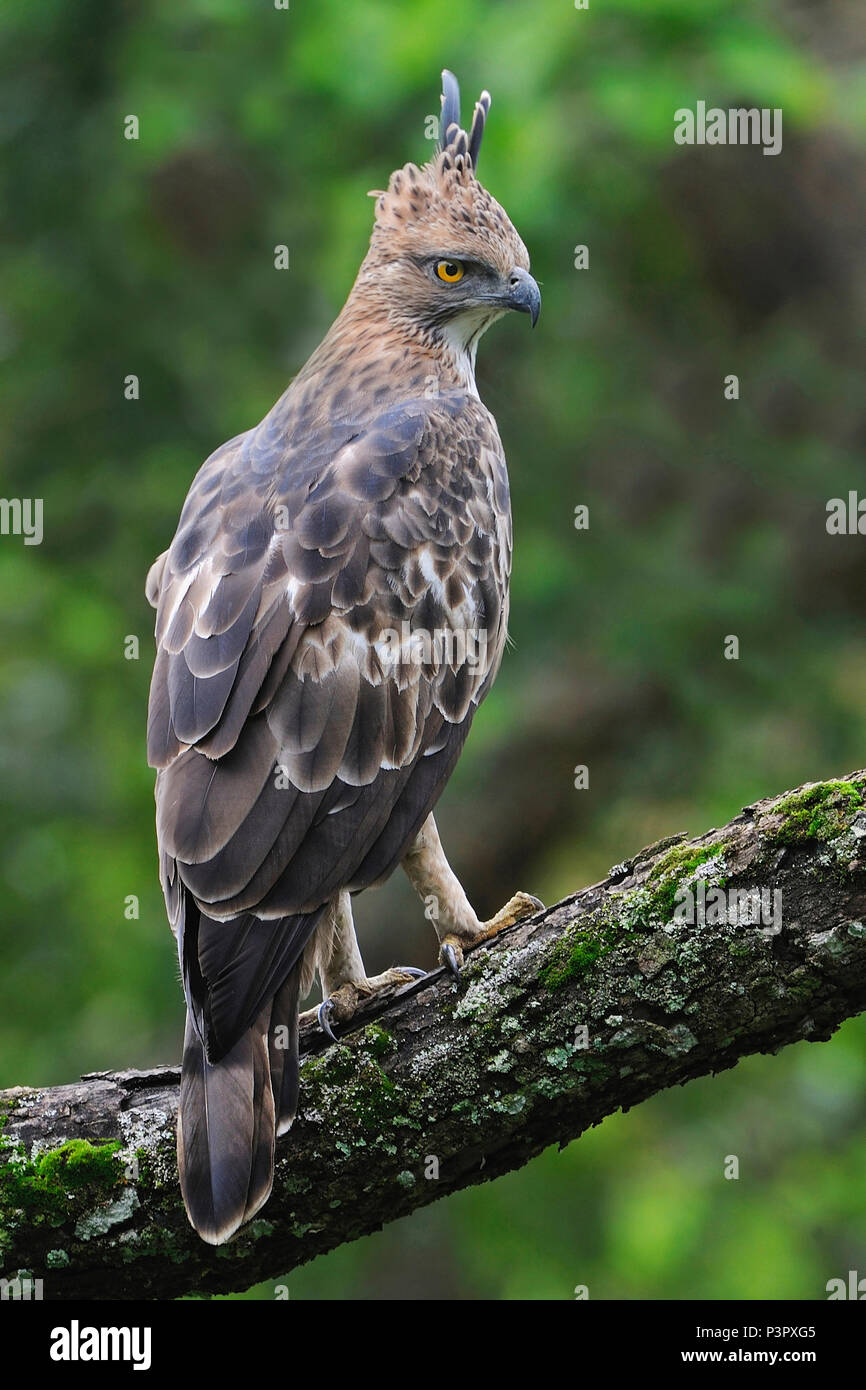 Changeable Hawk-Eagle (Spizaetus cirrhatus), India Stock Photo - Alamy