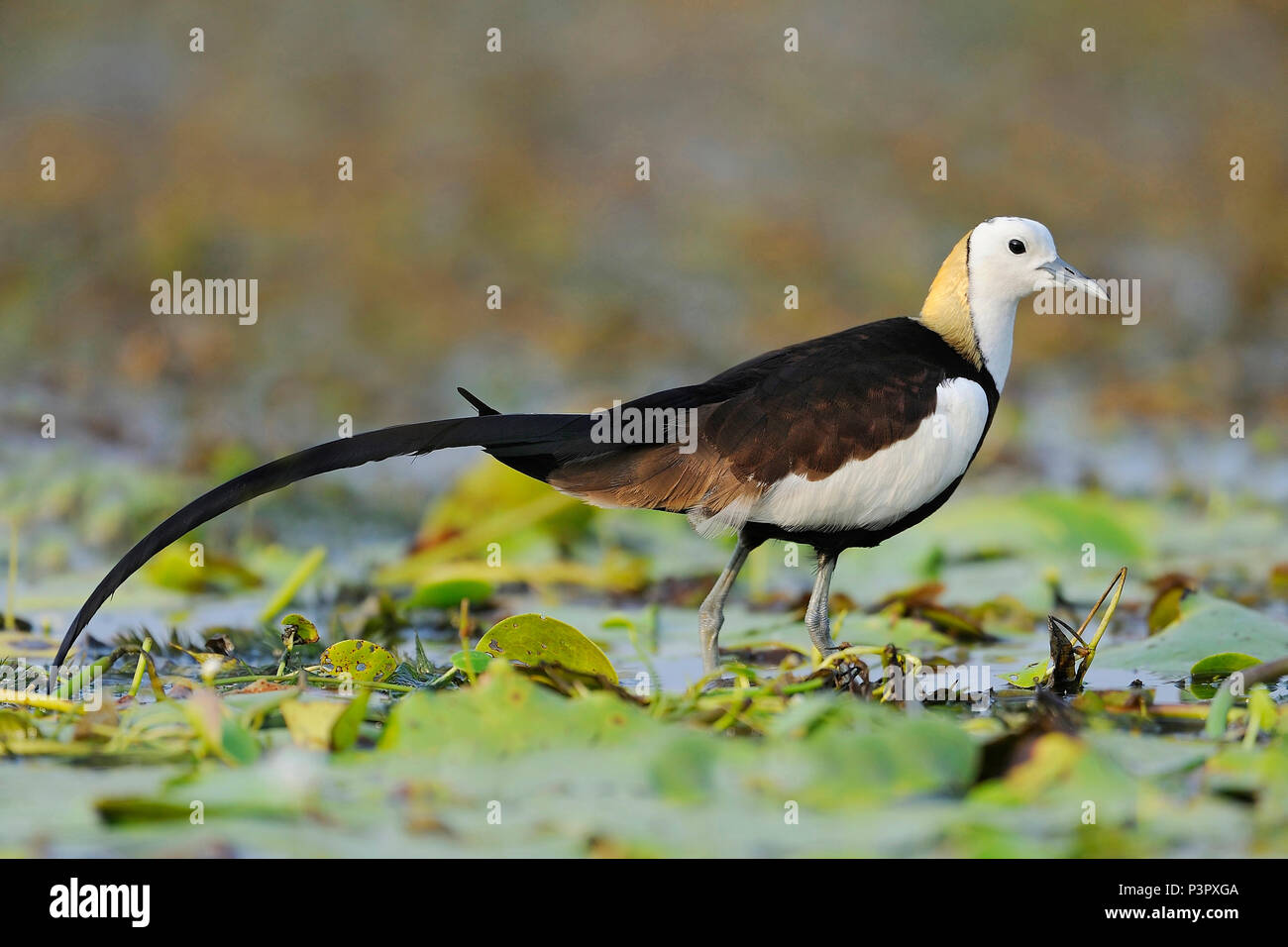 Pheasant-tailed Jacana (Hydrophasianus chirurgus), India Stock Photo ...
