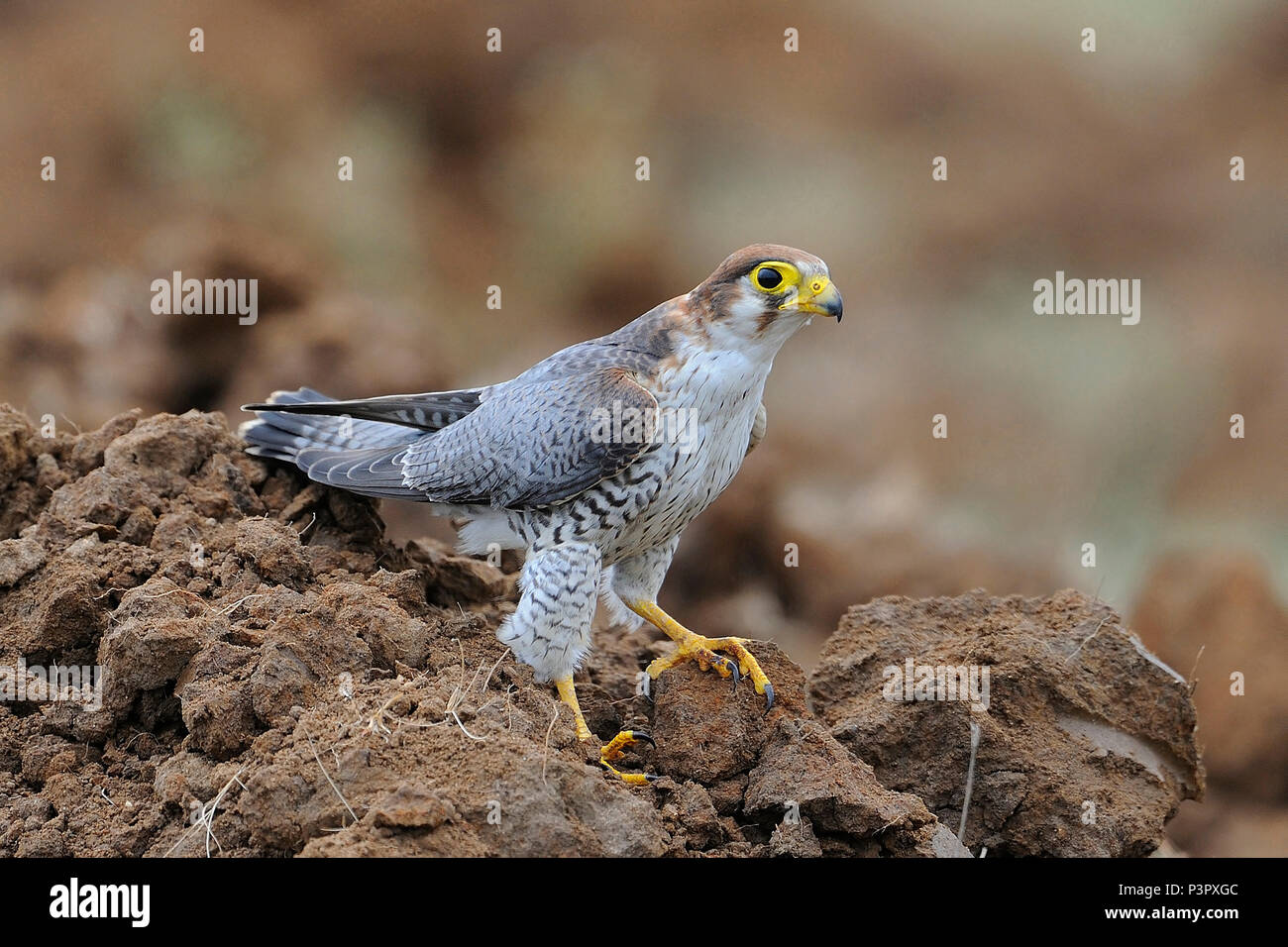 Red-necked Falcon (Falco chicquera), India Stock Photo - Alamy