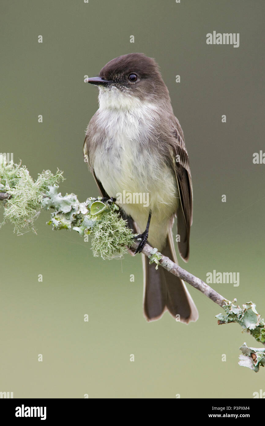 Eastern Phoebe (Sayornis phoebe), Texas Stock Photo - Alamy