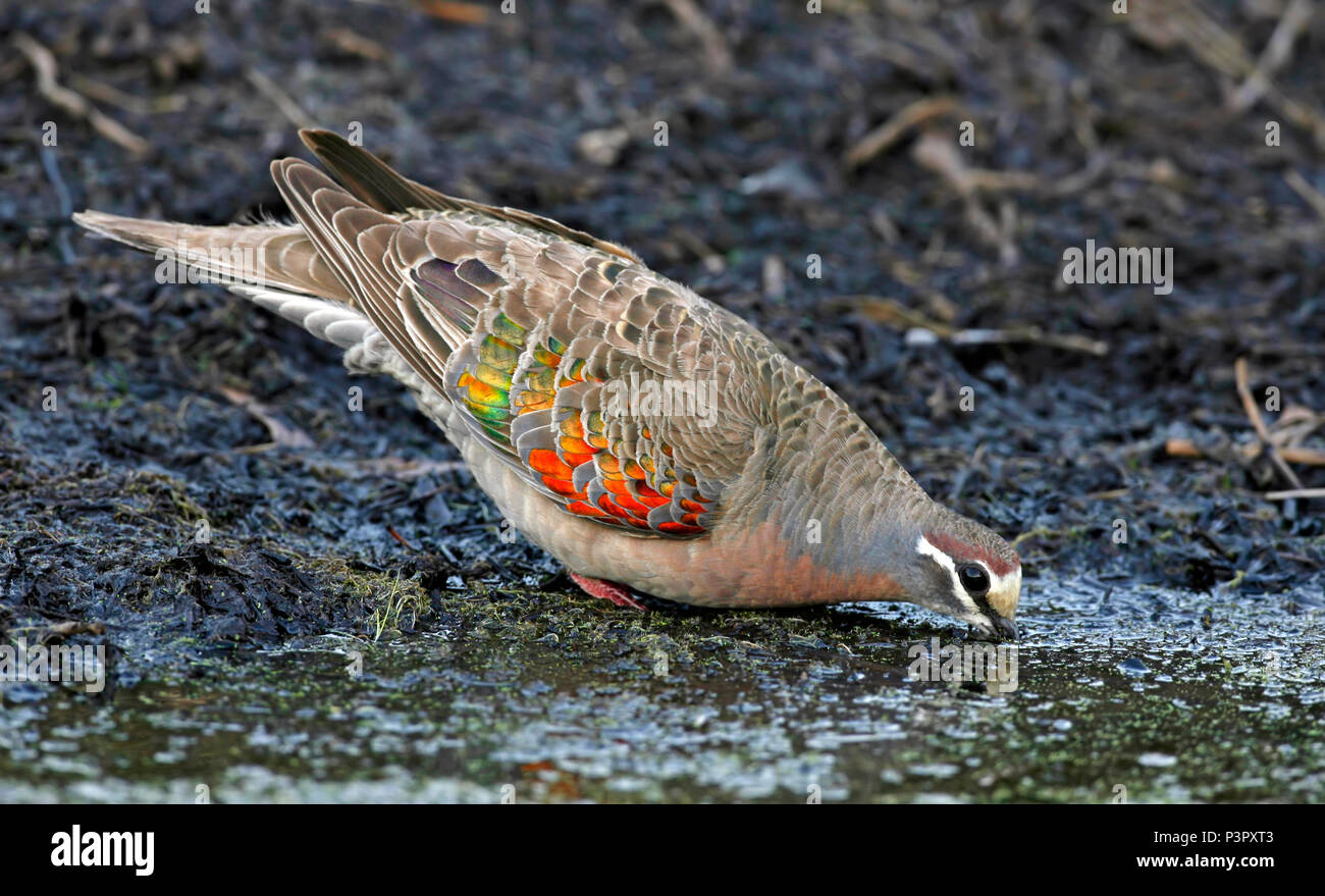 Common Bronzewing (Phaps chalcoptera) male drinking, Victoria ...